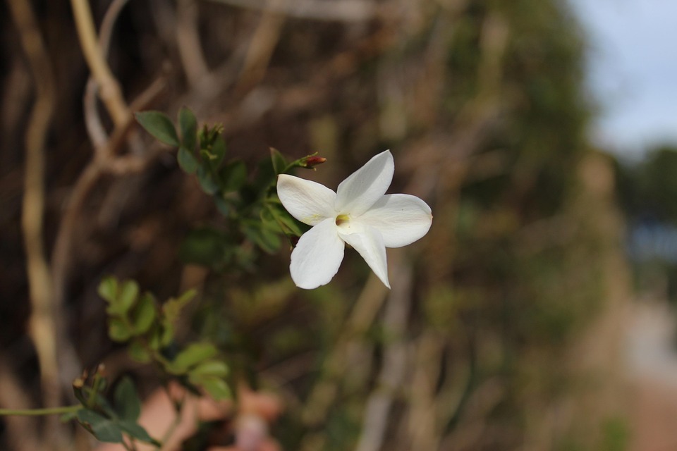 Jasmin Weiß Blume - Kostenloses Foto auf Pixabay - Pixabay