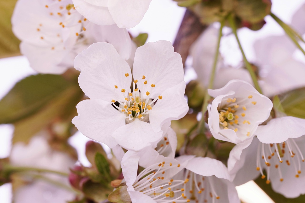 Cereja Nanking Flor De Cerejeira - Foto gratuita no Pixabay - Pixabay