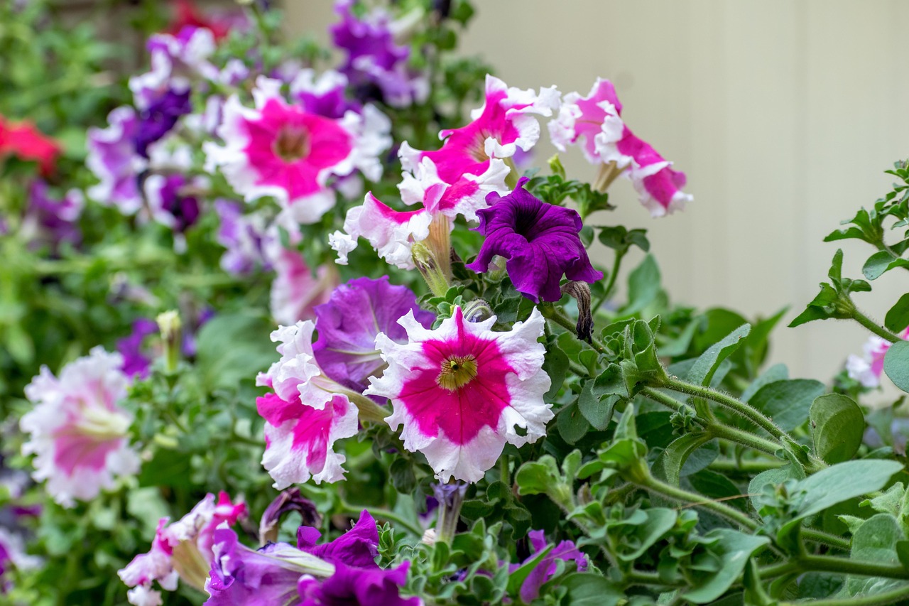 Surfinia Flower Plant - Free photo on Pixabay - Pixabay