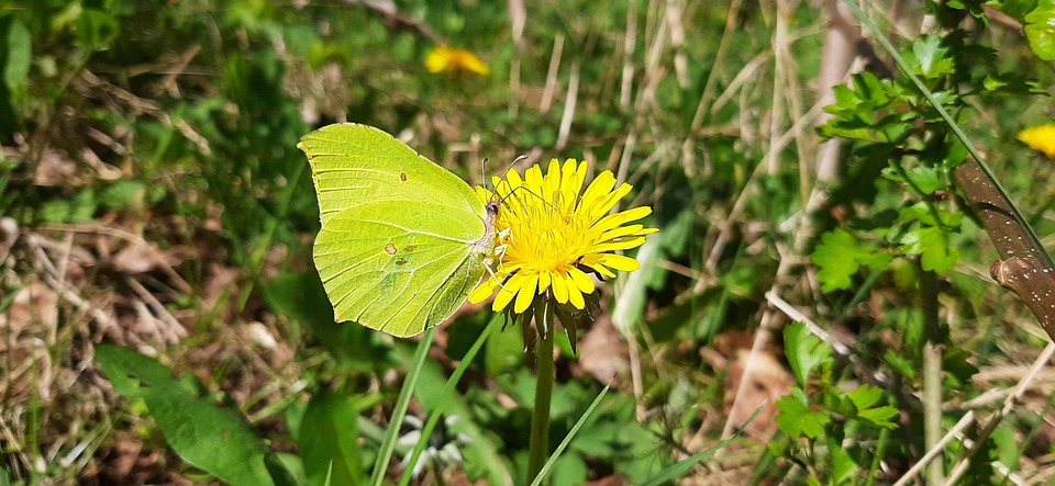 Mariposa Flor De Diente León - Imagen gratis en Pixabay
