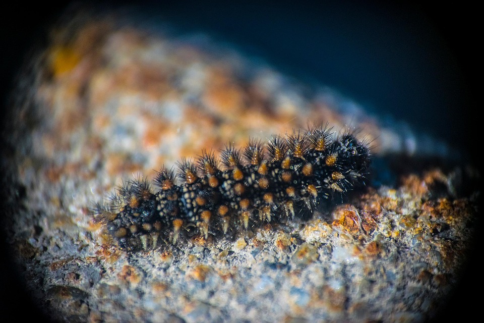 Caterpillar Insect Larva - Free photo on Pixabay - Pixabay