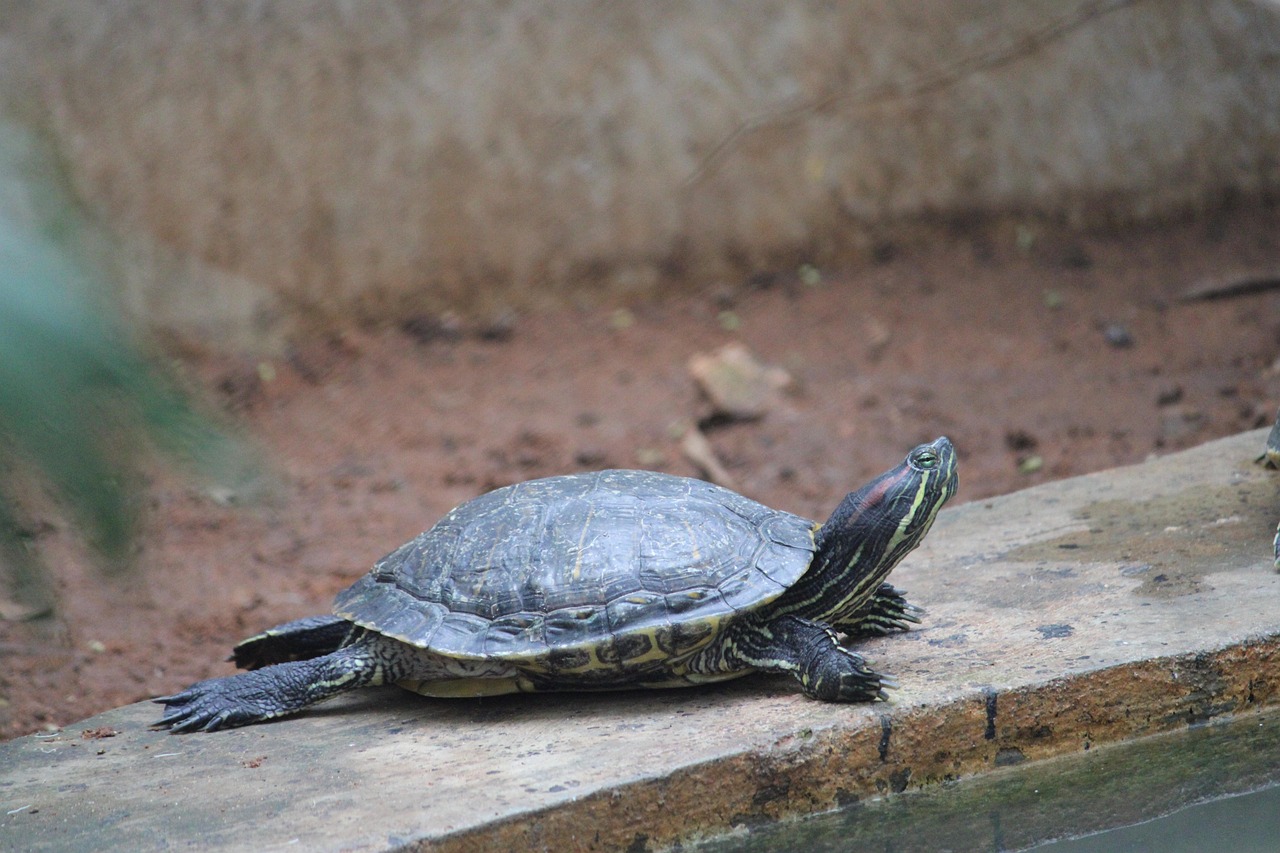 Turtle Tortoise Reptile - Free photo on Pixabay - Pixabay