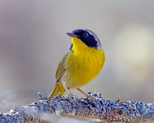 Common Yellowthroat Nature Forest - Free photo on Pixabay