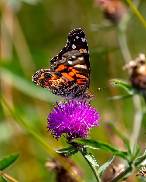 Painted Lady Butterfly Flower - Free photo on Pixabay - Pixabay