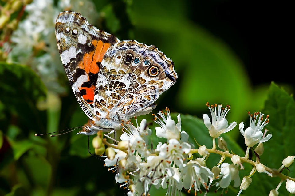 Painted Lady Butterfly - Free photo on Pixabay - Pixabay