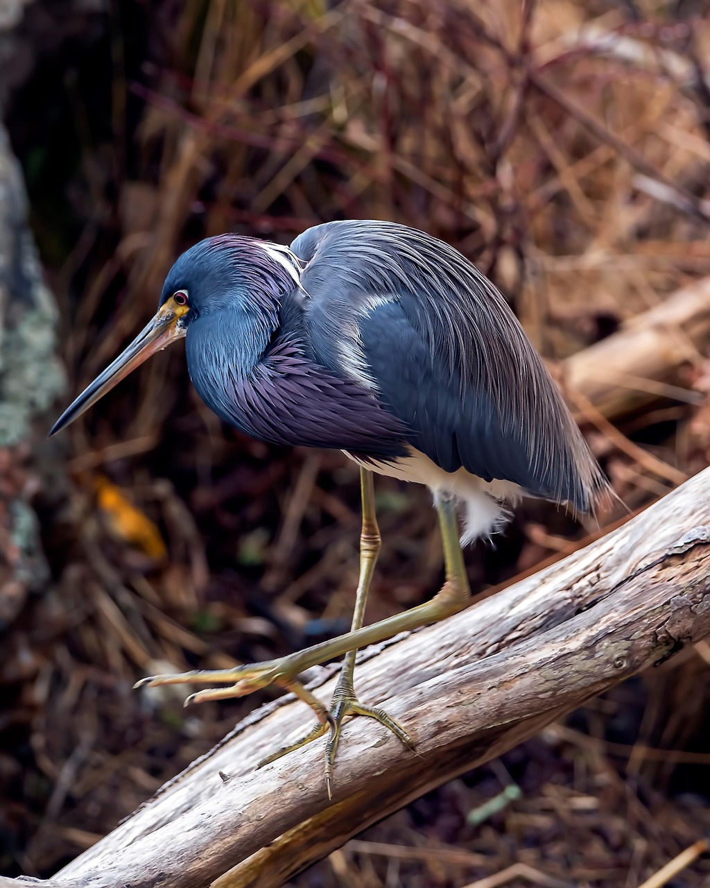 Tricolored Hegre Trefarget - Gratis foto på Pixabay - Pixabay