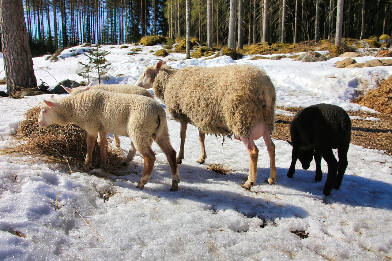 Ovelha Animais Neve - Foto gratuita no Pixabay - Pixabay