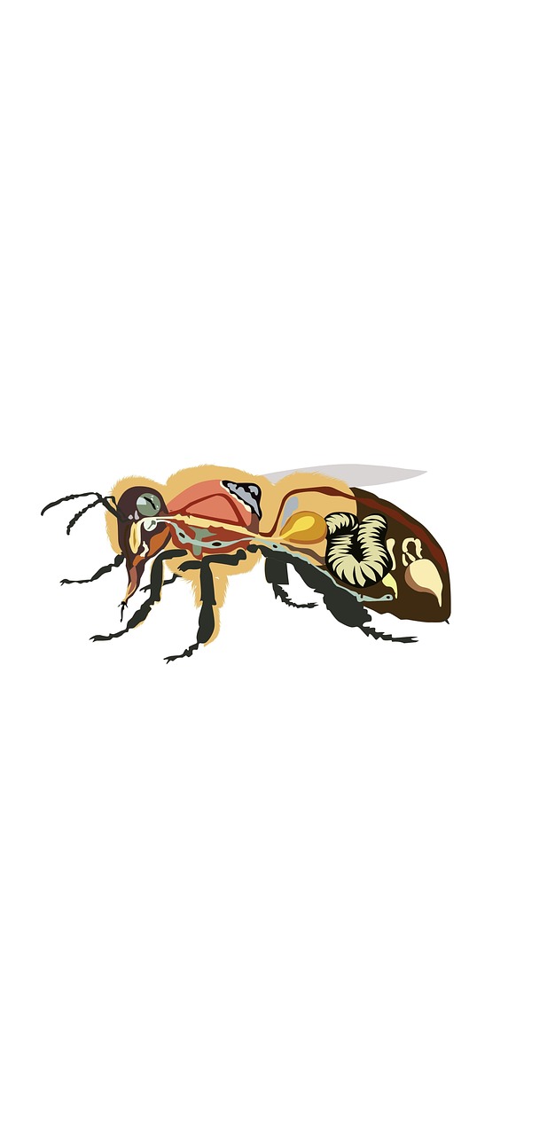 Bee Anatomy Insect - Free photo on Pixabay
