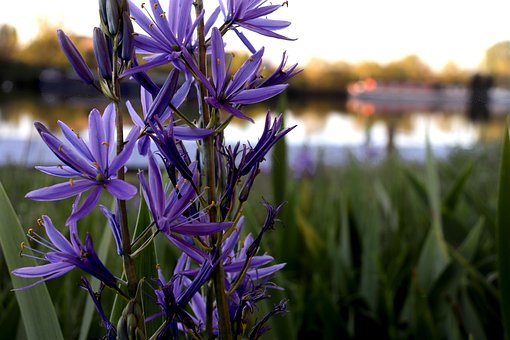 Purple Flowers Common Camas - Free photo on Pixabay