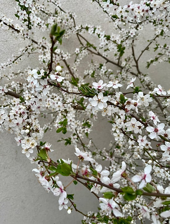 Flowers Spring Bloom - Free photo on Pixabay