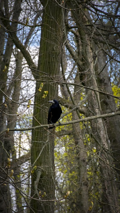 Corbeau Oiseau Des Arbres Les - Photo gratuite sur Pixabay - Pixabay