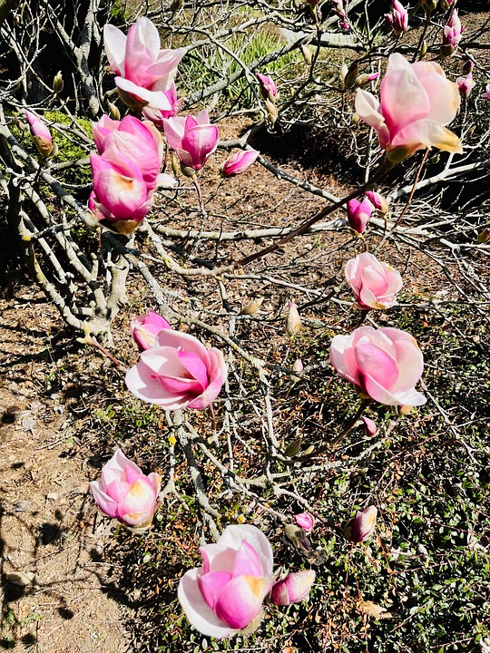 Magnolia Floraison Flore Le - Photo gratuite sur Pixabay - Pixabay