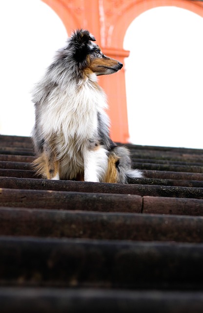 Dog Sheltie Canine - Free photo on Pixabay