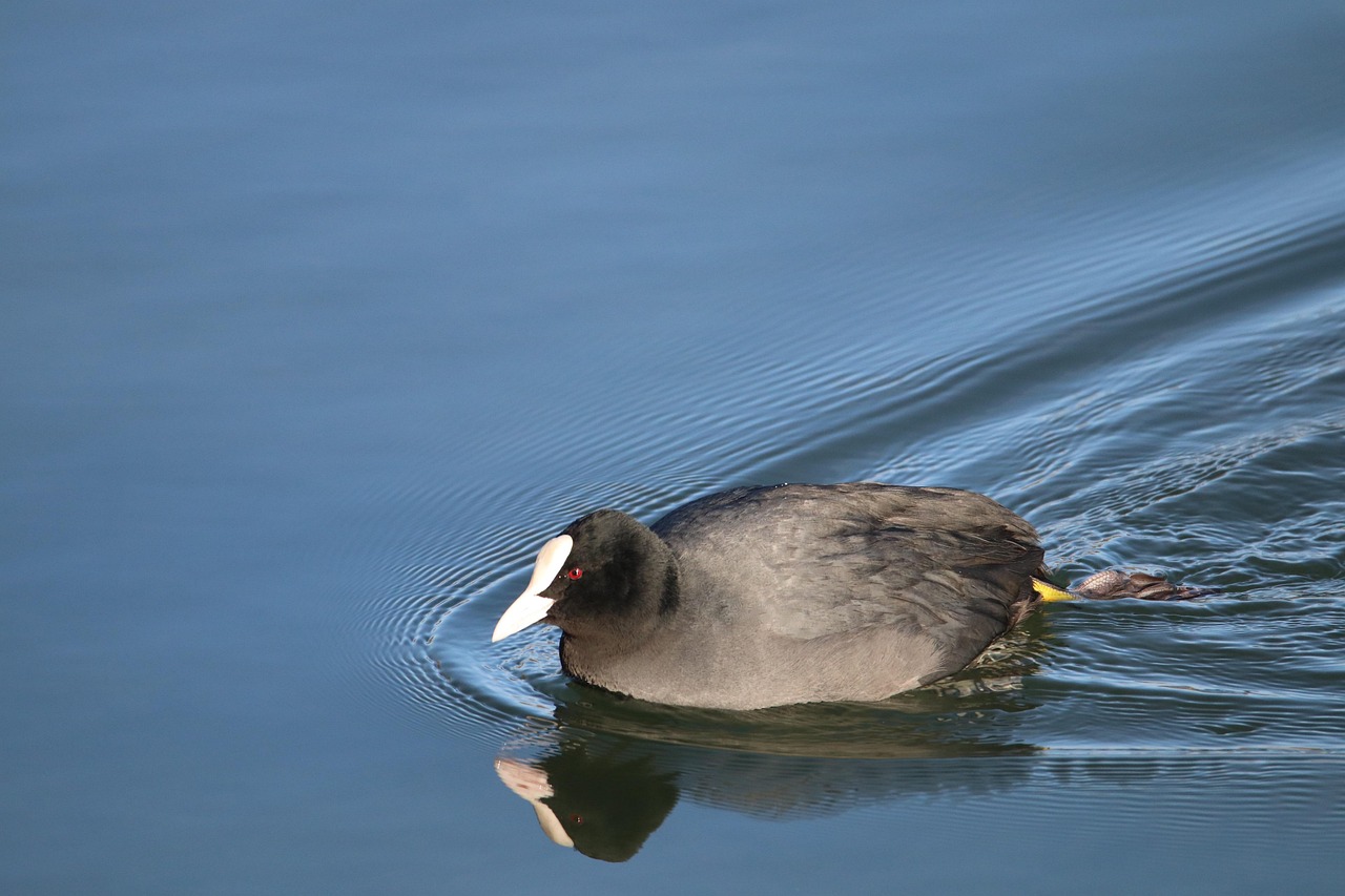 Coot Bird Waterfowl - Free photo on Pixabay - Pixabay