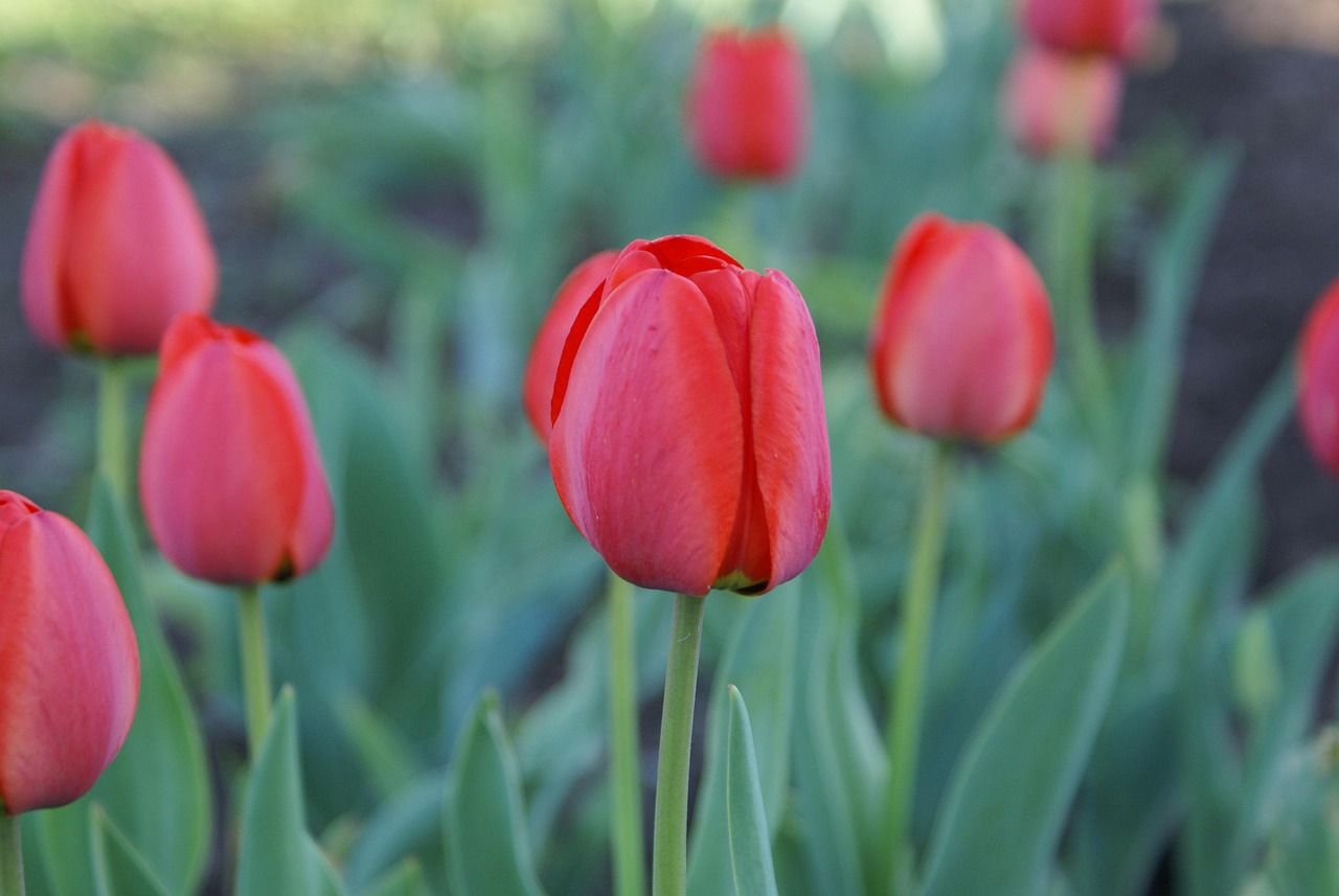 Fleurs Tulipes Bourgeon - Photo gratuite sur Pixabay - Pixabay