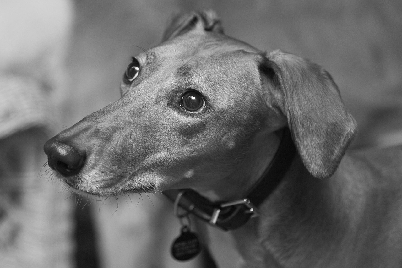 Dog Lurcher Pet - Free photo on Pixabay - Pixabay