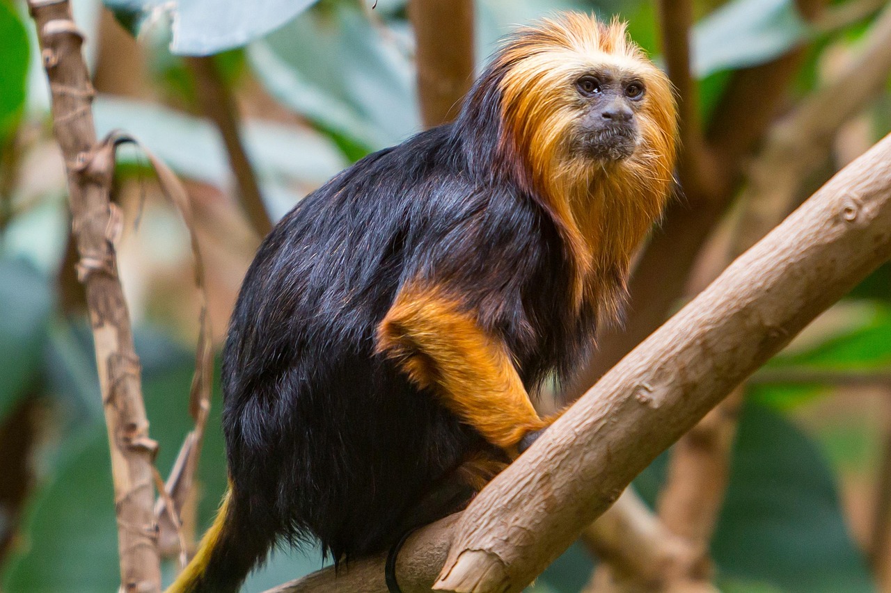 Golden-Headed Lion Tamarin - Free photo on Pixabay - Pixabay