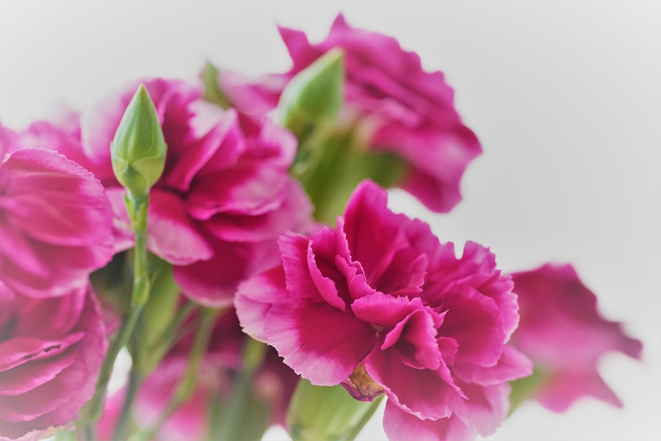 Flower Cloves Bouquet - Free photo on Pixabay - Pixabay