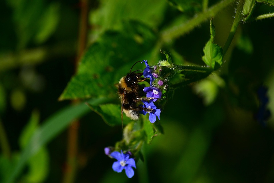 Insect Bij Bestuiving - Gratis foto op Pixabay - Pixabay