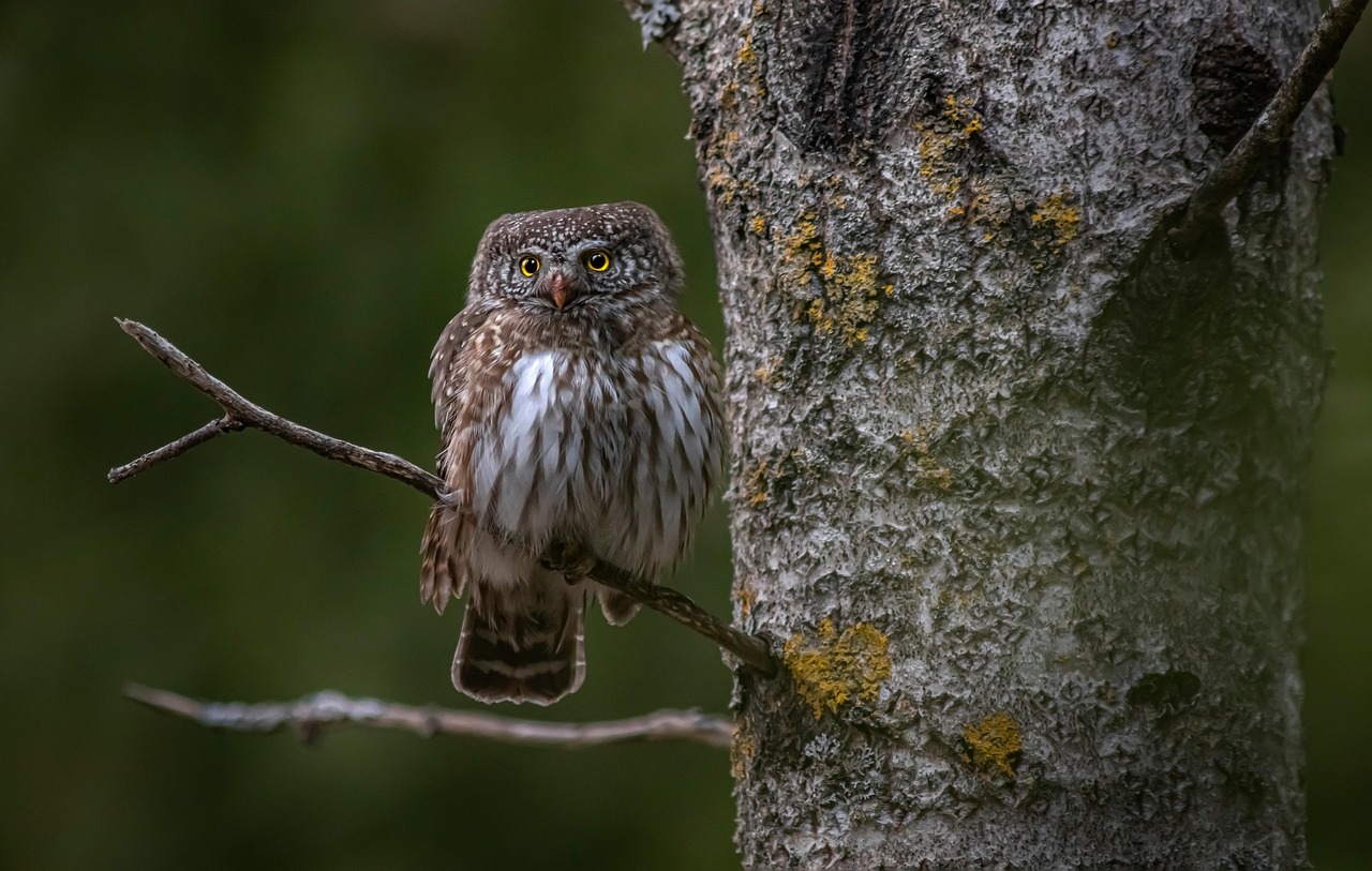 Eurasian Pygmy Owl Bird - Free photo on Pixabay