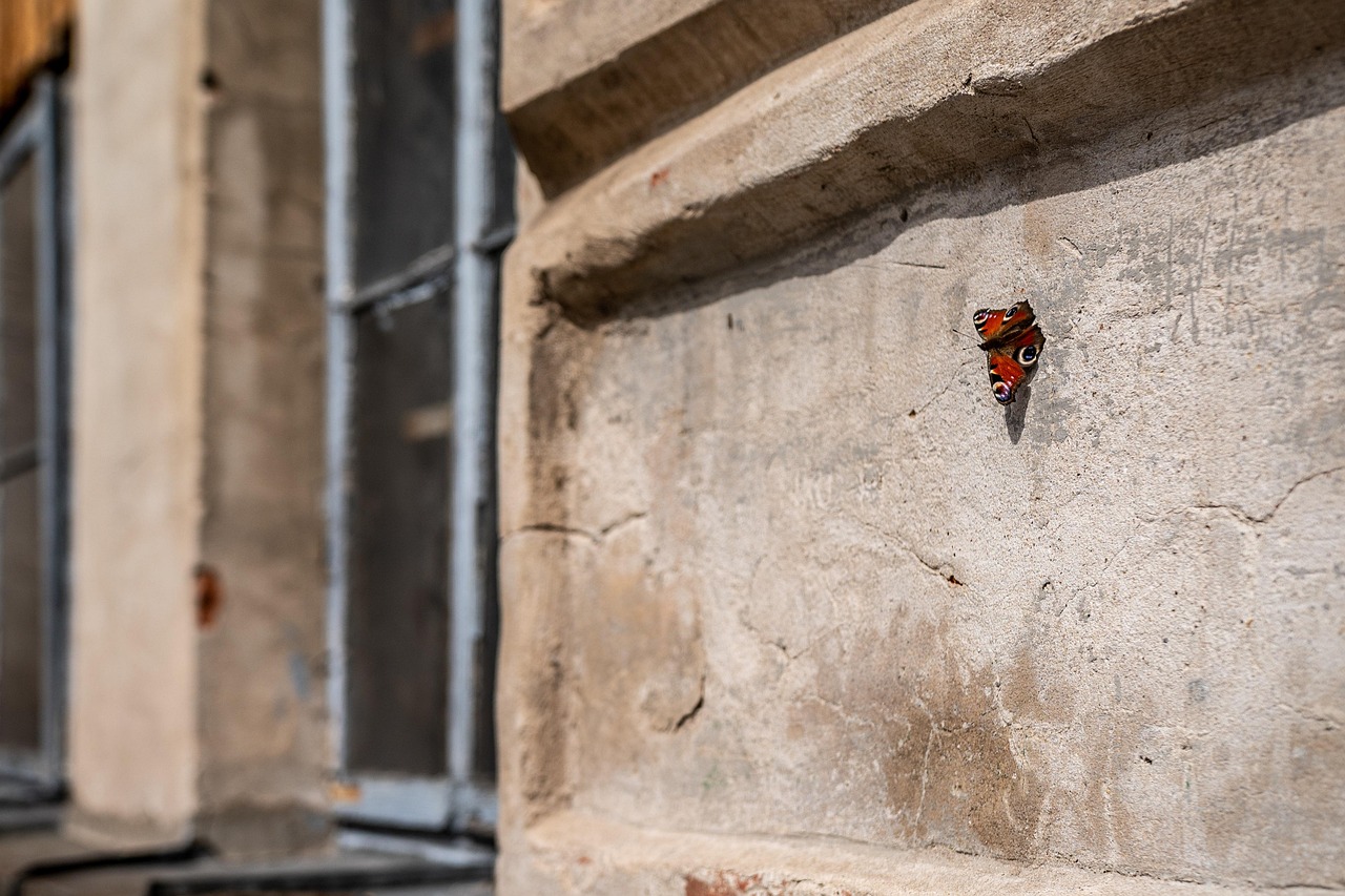 Papillon Mur Imeuble La Forteresse - Photo gratuite sur Pixabay - Pixabay