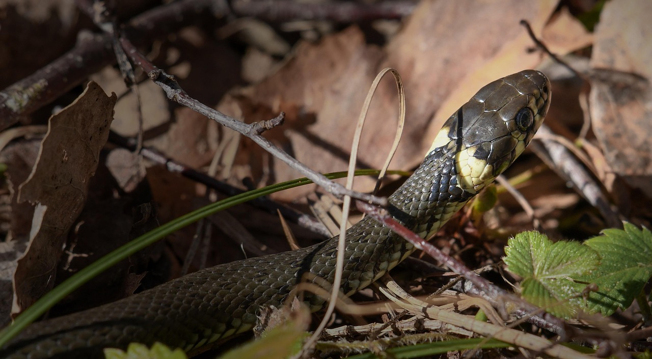 Grass Snake Animal Reptile - Free photo on Pixabay - Pixabay