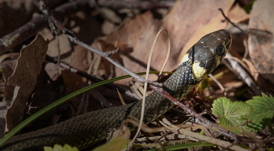 Ringslang Dier Reptiel - Gratis foto op Pixabay