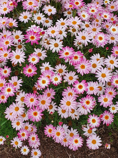 Bunga Aster Putih - Foto gratis di Pixabay