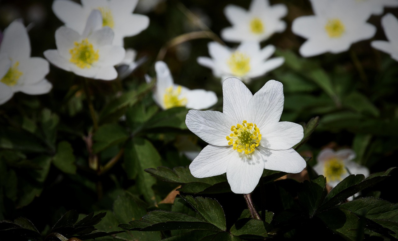 Flowers Botany Wood Anemone - Free photo on Pixabay - Pixabay