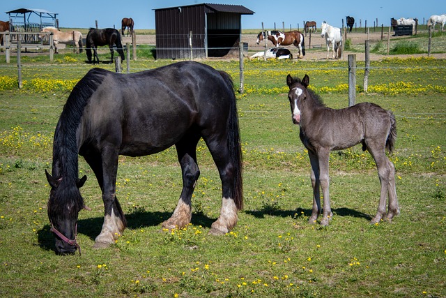 Cheval Poulain Noir - Photo gratuite sur Pixabay - Pixabay