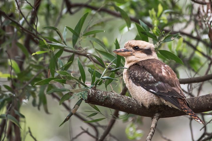 600+ Free Australian Birds & Bird Images - Pixabay