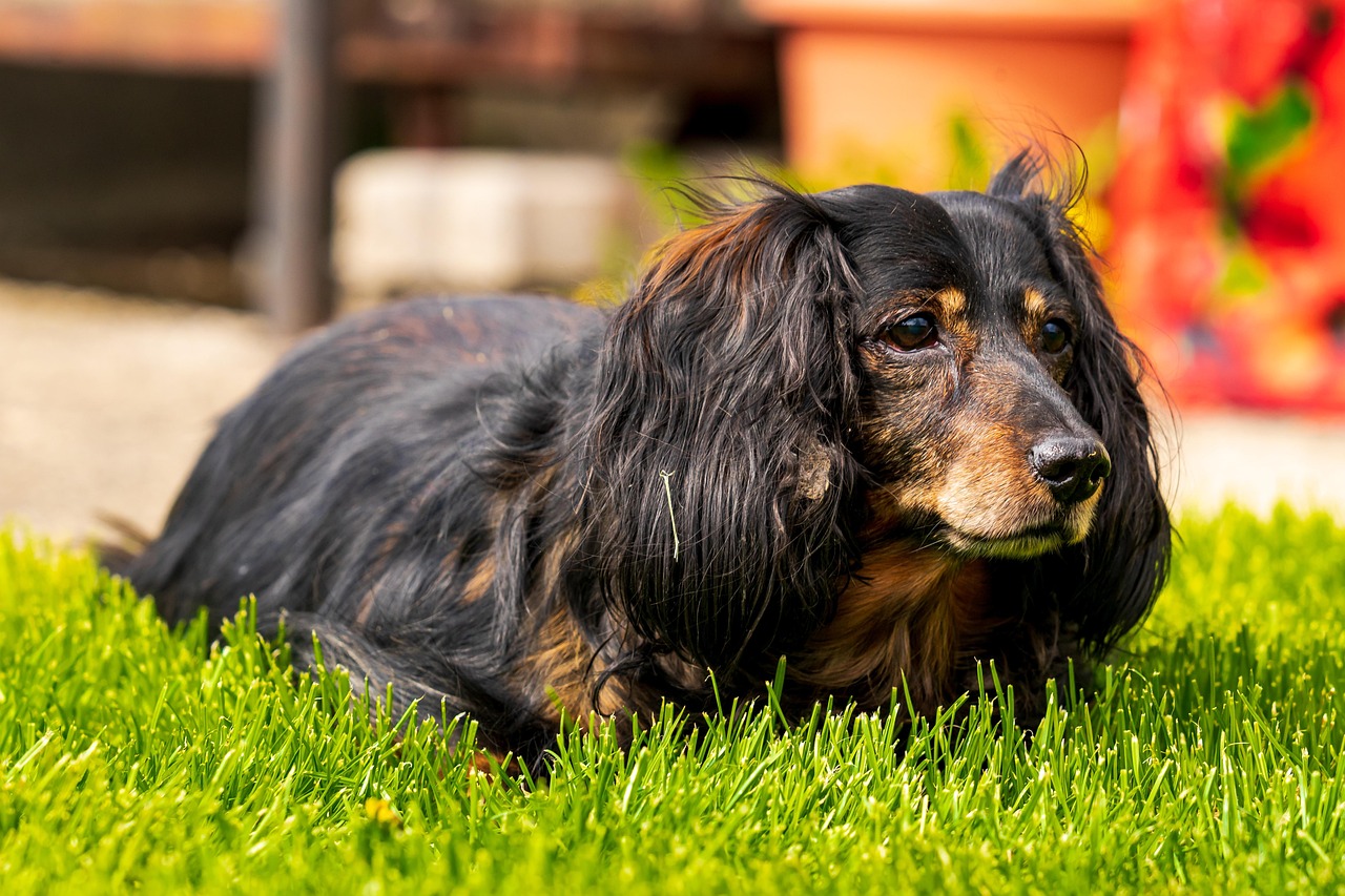 Dog Dachshund Meadow - Free photo on Pixabay