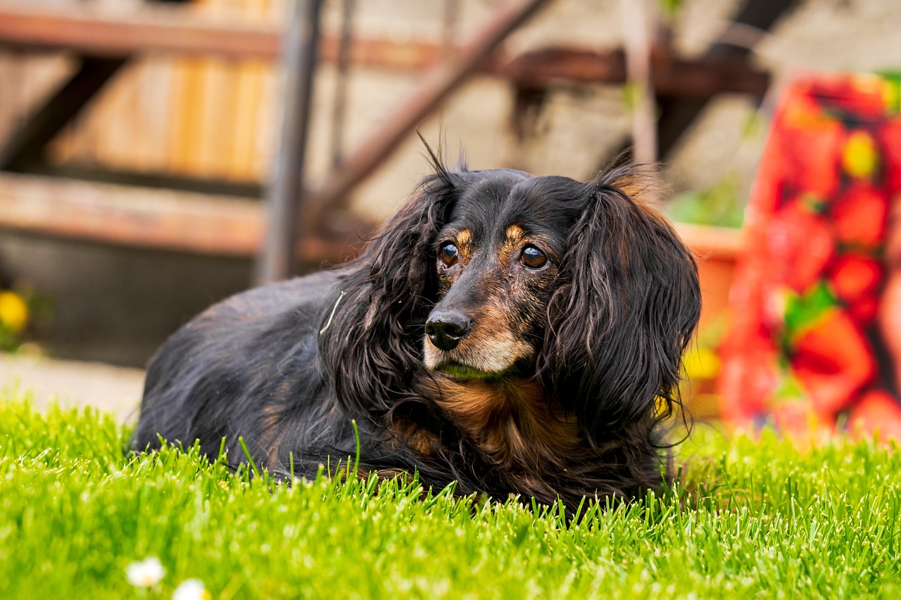 Dog Dachshund Canine - Free photo on Pixabay - Pixabay