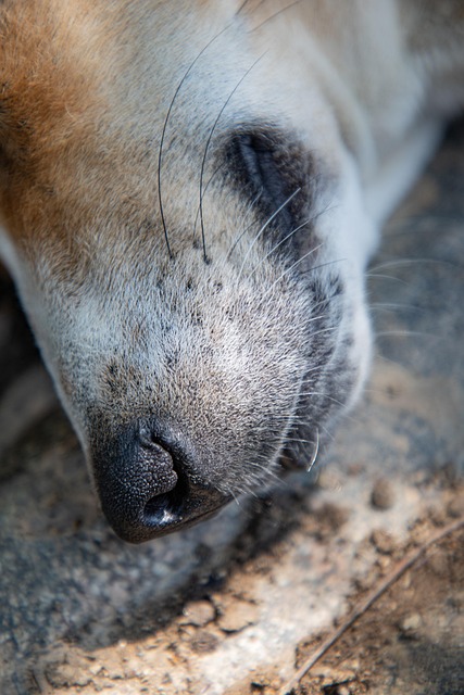 Snout Aspin Dog - Free photo on Pixabay