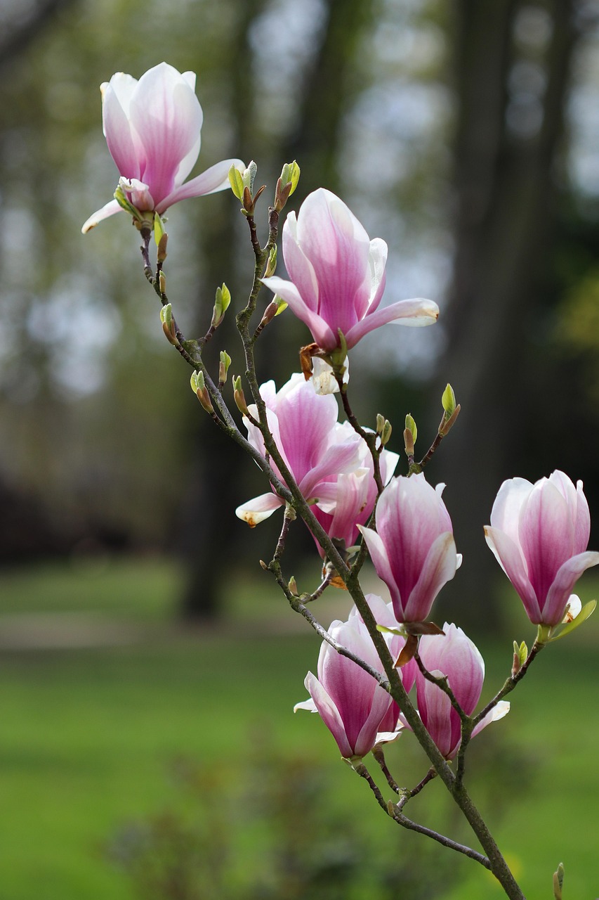 Flowers Magnolia Spring - Free photo on Pixabay - Pixabay