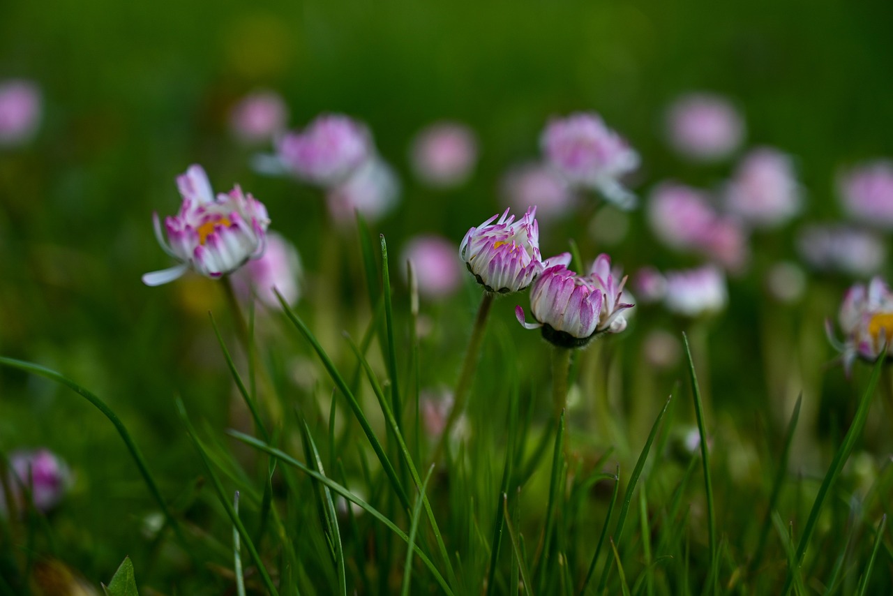 Bunga-Bunga Pertumbuhan Alam Bunga - Foto gratis di Pixabay - Pixabay
