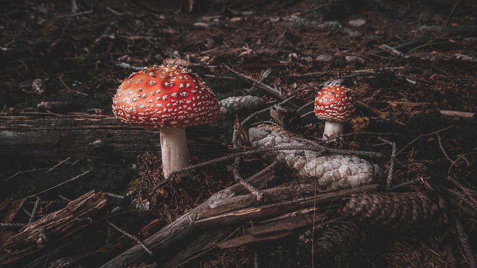 Mérges Gomba Gombát Erdő - Ingyenes fotó a Pixabay-en