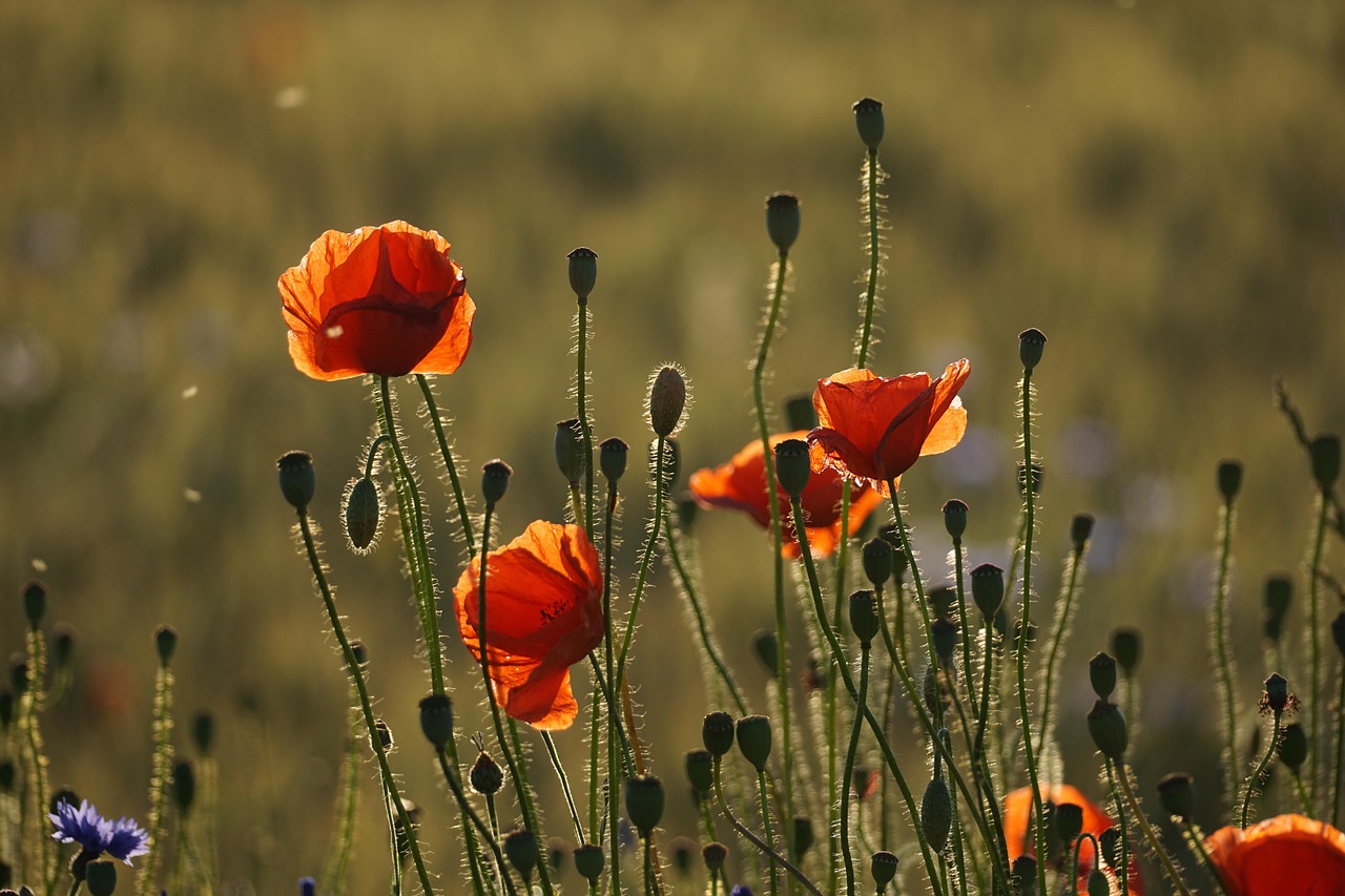 Flower Haven: Explore 400,000+ Beautiful Flowers Images, HD Wallpapers ...