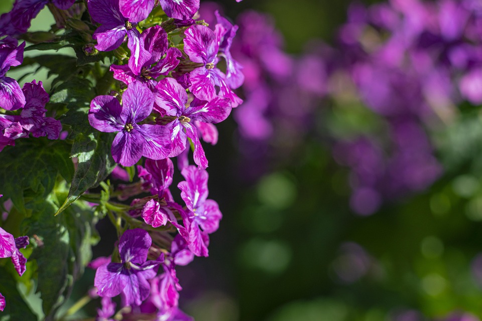 Lunaria Flowers Plant - Free photo on Pixabay