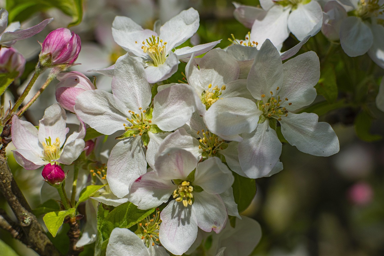 Fleurs De Pommier - Photo gratuite sur Pixabay - Pixabay