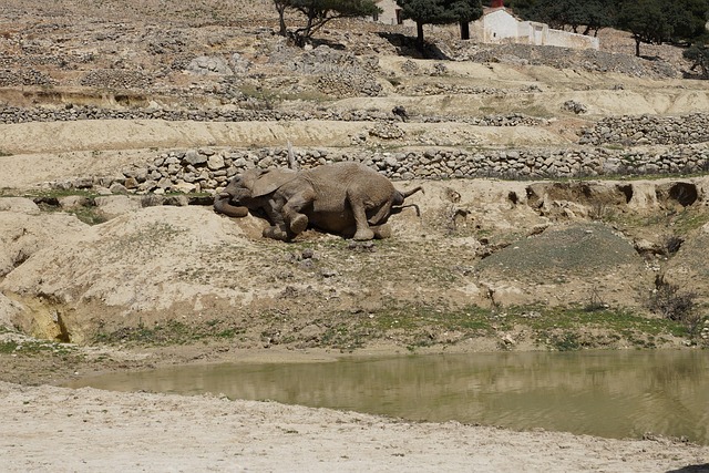 Elephant Resting Africa - Free photo on Pixabay - Pixabay