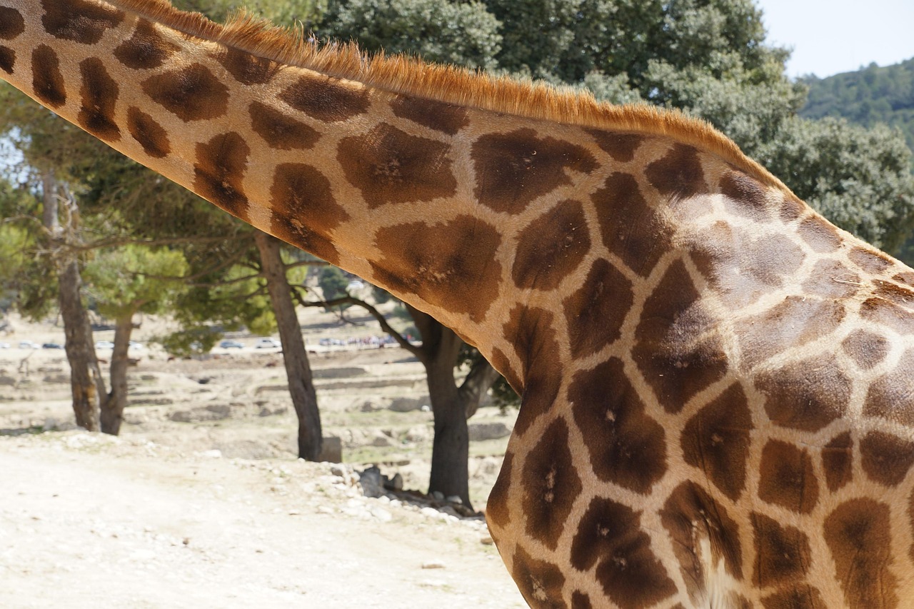 Girafa Animal Texture De Girafe - Photo gratuite sur Pixabay