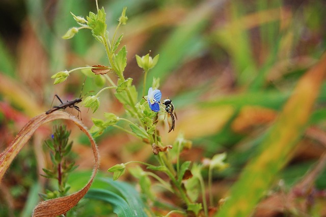 Insectes Fleur Plantes - Photo gratuite sur Pixabay - Pixabay