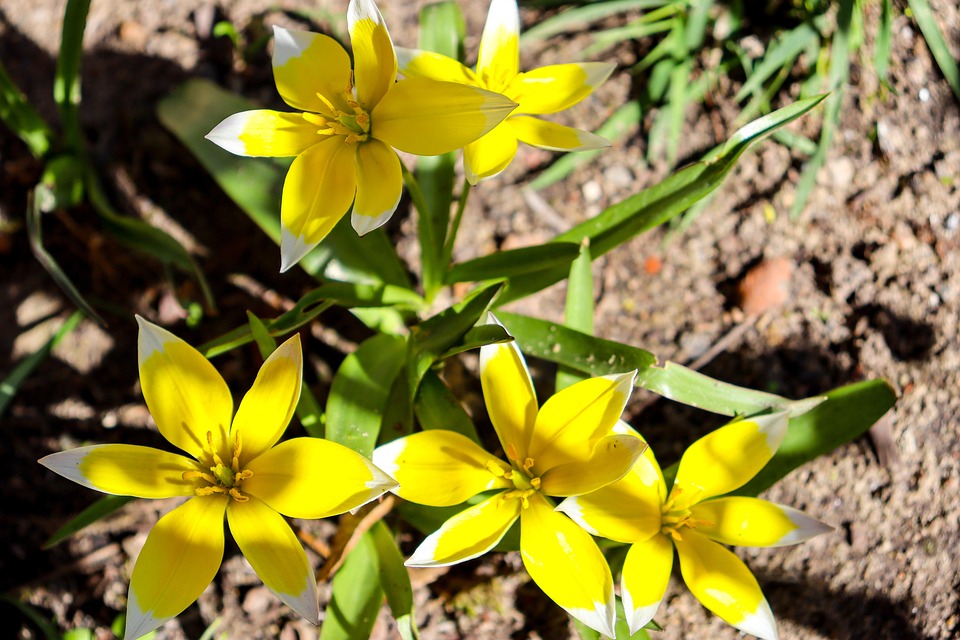 Flowers Late Tulip Botany - Free photo on Pixabay