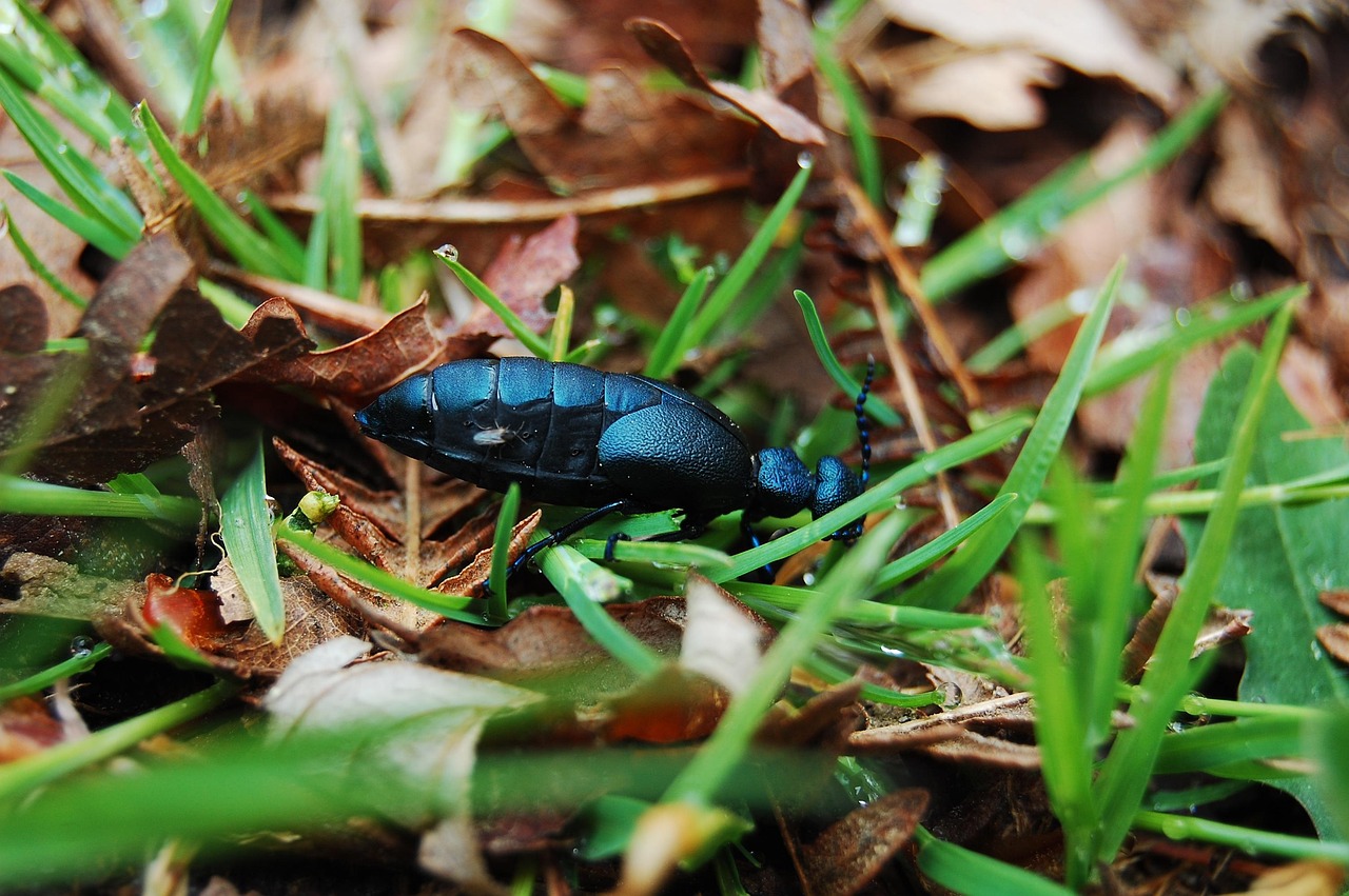 Violet Oil Beetle Insect Animal - Free photo on Pixabay