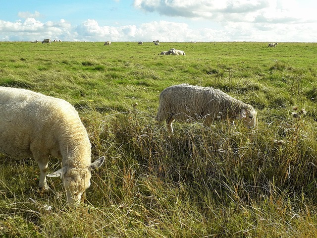 Sheep Animal Country - Free photo on Pixabay - Pixabay