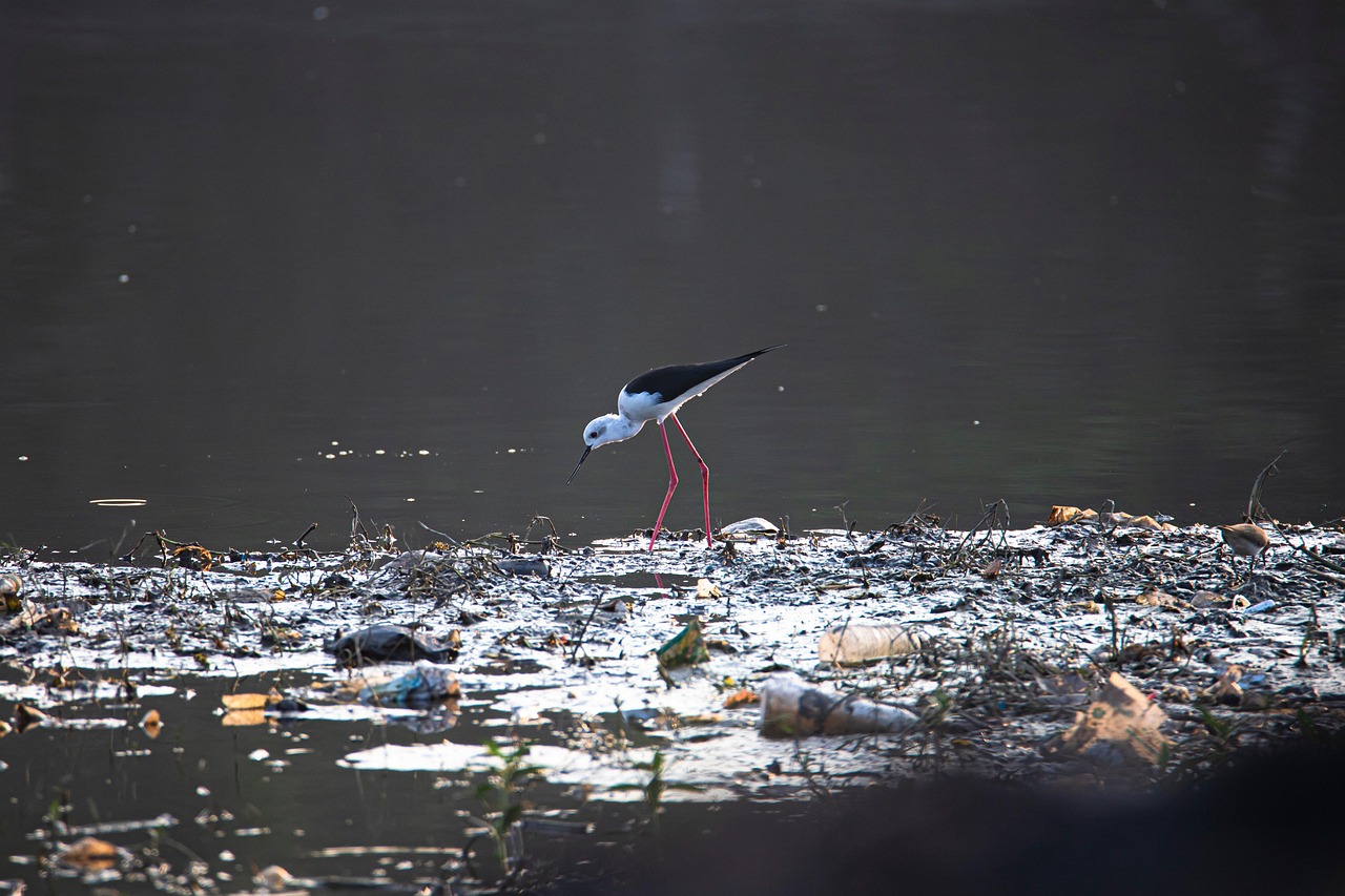 Bird Stilt Ornithology - Free photo on Pixabay - Pixabay