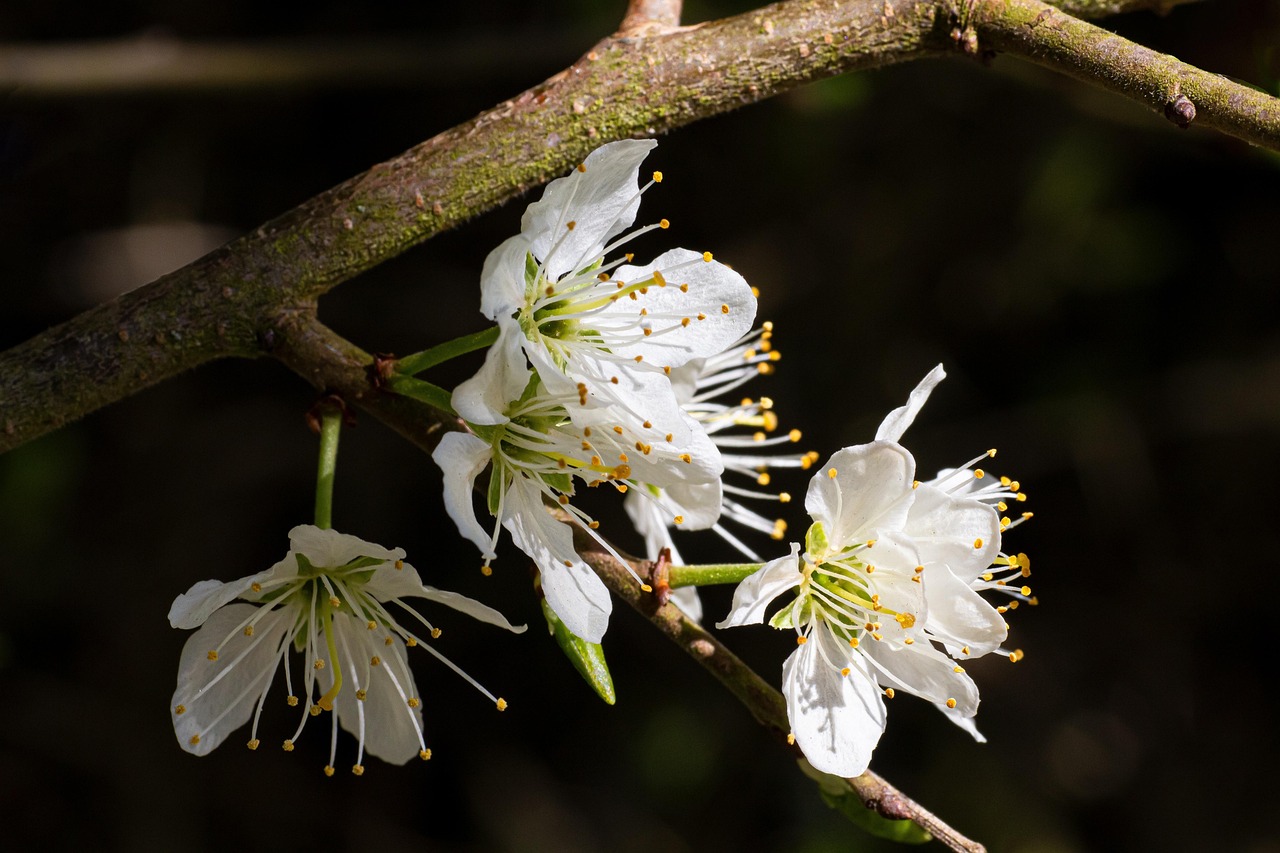 Bunga Sakura Musim Semi Alam - Foto gratis di Pixabay - Pixabay