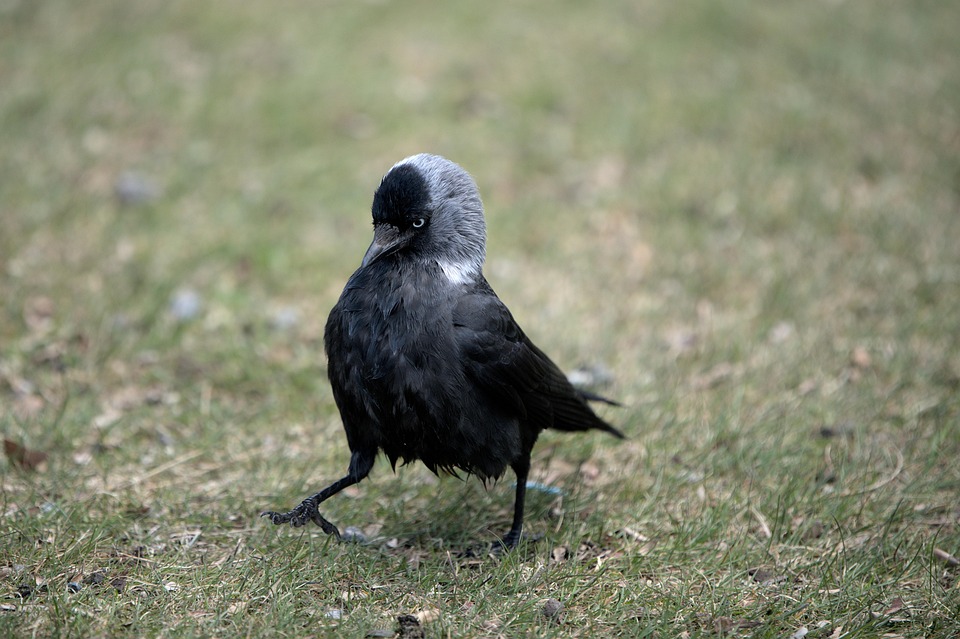 Bird Jackdaw Ornithology - Free photo on Pixabay