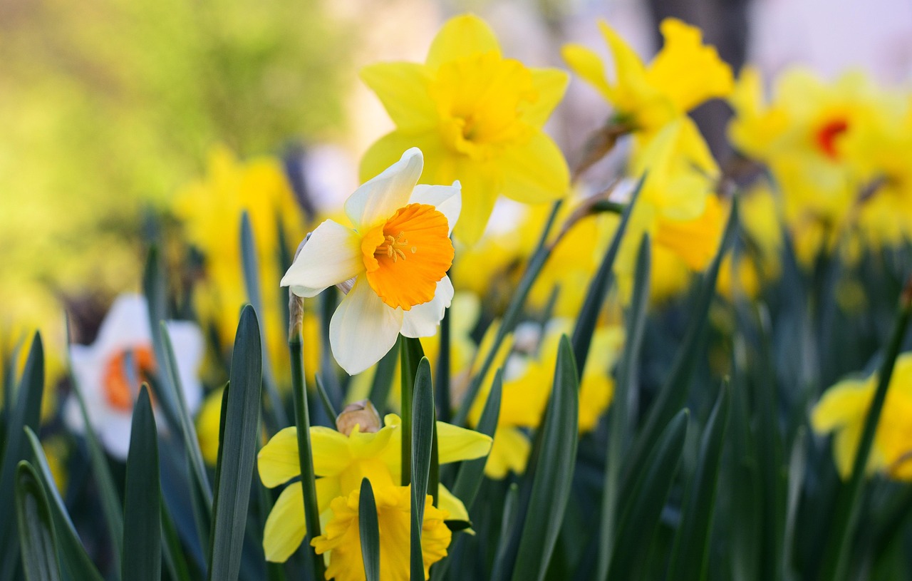 Wallpaper Daffodil Garden